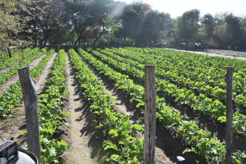 FIELD CROPS AND HORTICULTURE (DFC&H) - NARDI